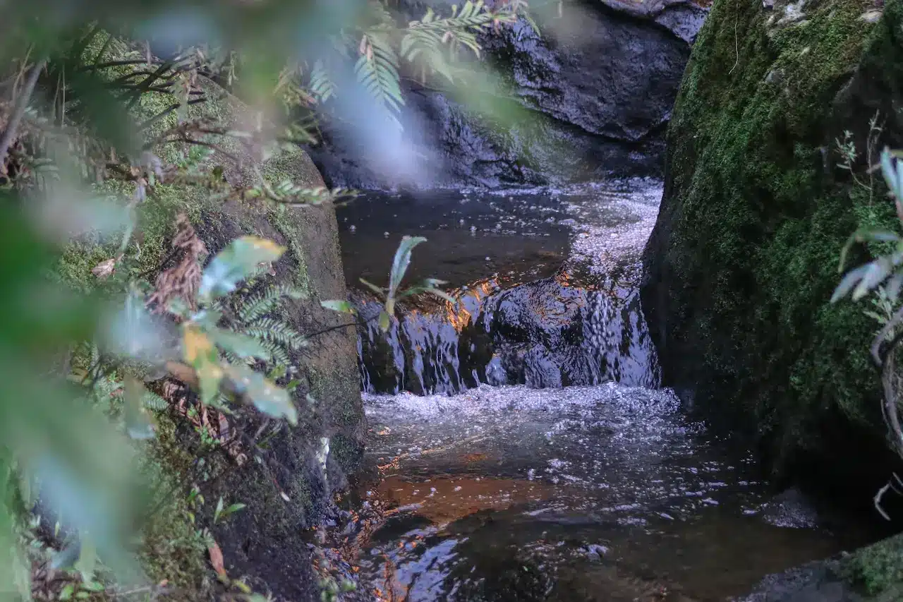 Eli Creek | Fraser Island Information | QLD Travel